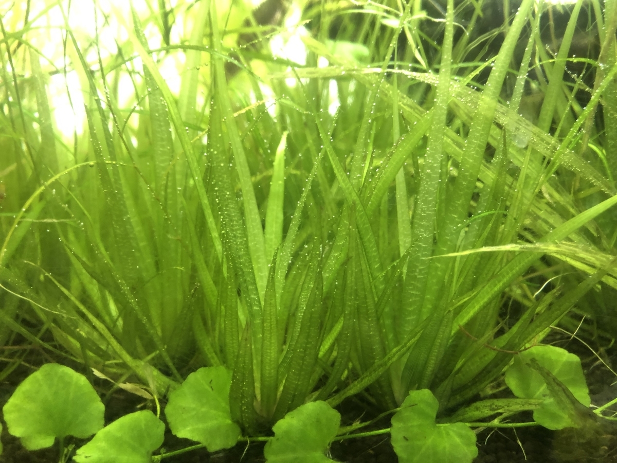 スブタ Blyxa echinosperma - 水草オタクの水草がたり．