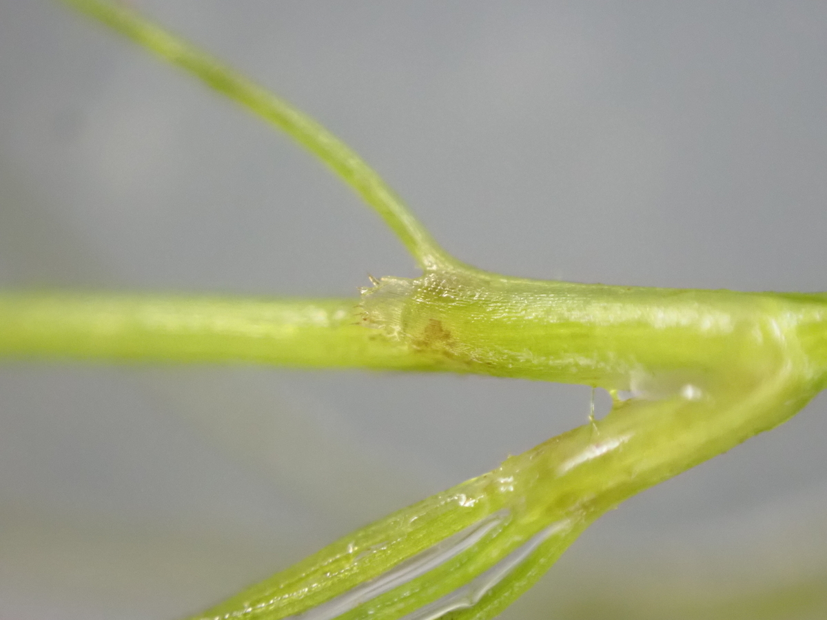 トリゲモ Najas minor を肉眼で見分けたい！！ - 水草オタクの水草がたり．