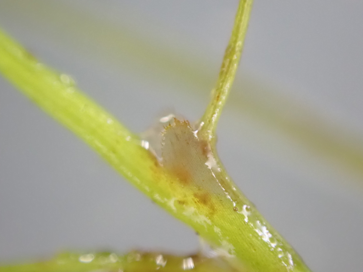 トリゲモ Najas minor を肉眼で見分けたい！！ - 水草オタクの水草がたり．