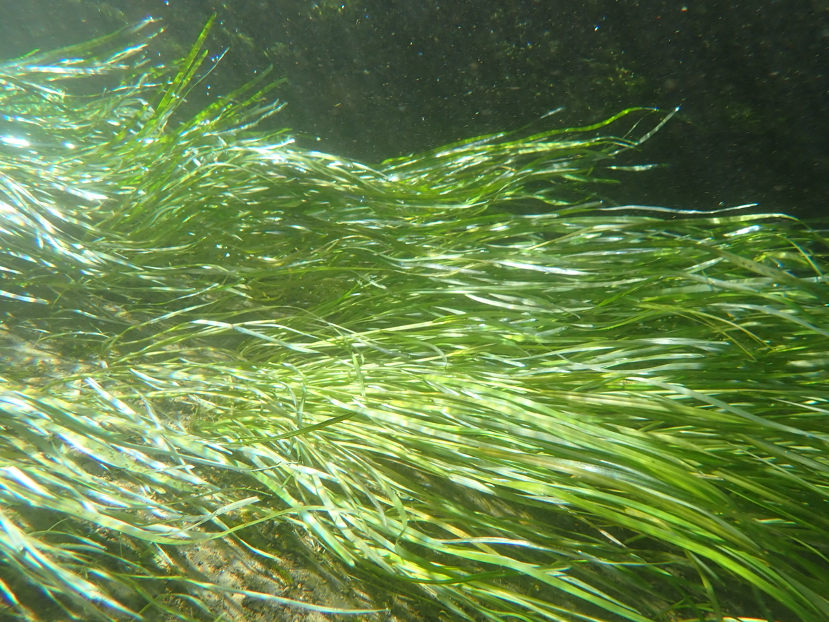 セイヨウウキガヤ Glyceria x occidentalis - 水草オタクの水草がたり．