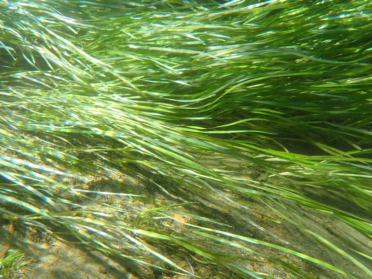 セイヨウウキガヤ Glyceria x occidentalis - 水草オタクの水草がたり．