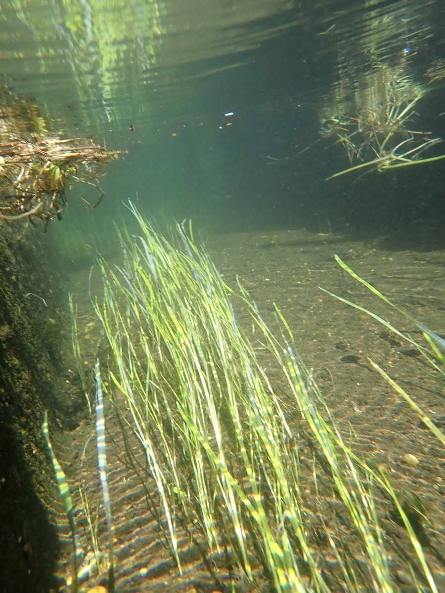 セイヨウウキガヤ Glyceria x occidentalis - 水草オタクの水草がたり．