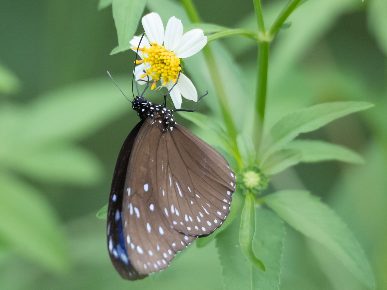 ツムラサキマダラ - 沖縄島の写真