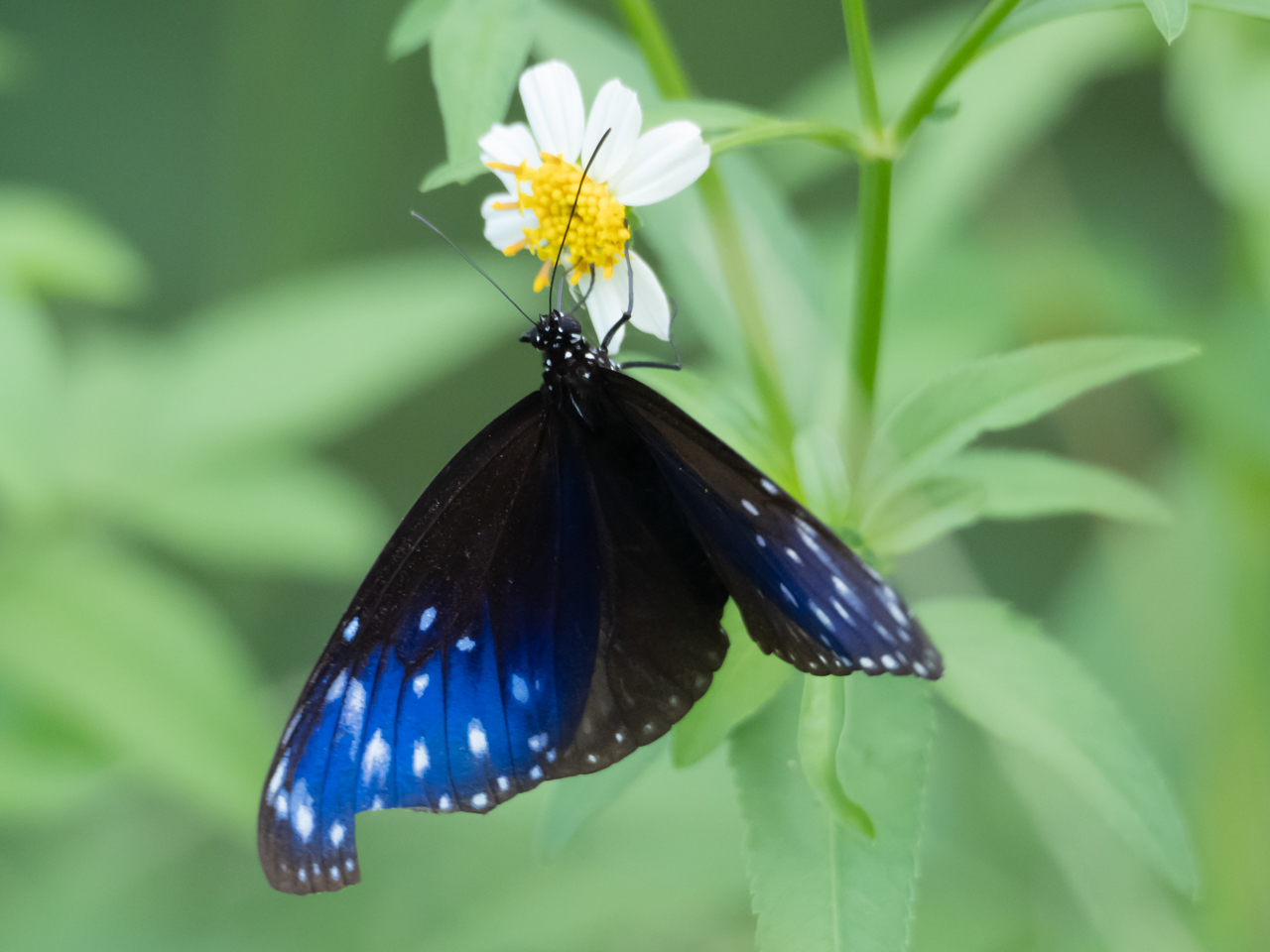 ツムラサキマダラ - 沖縄島の写真