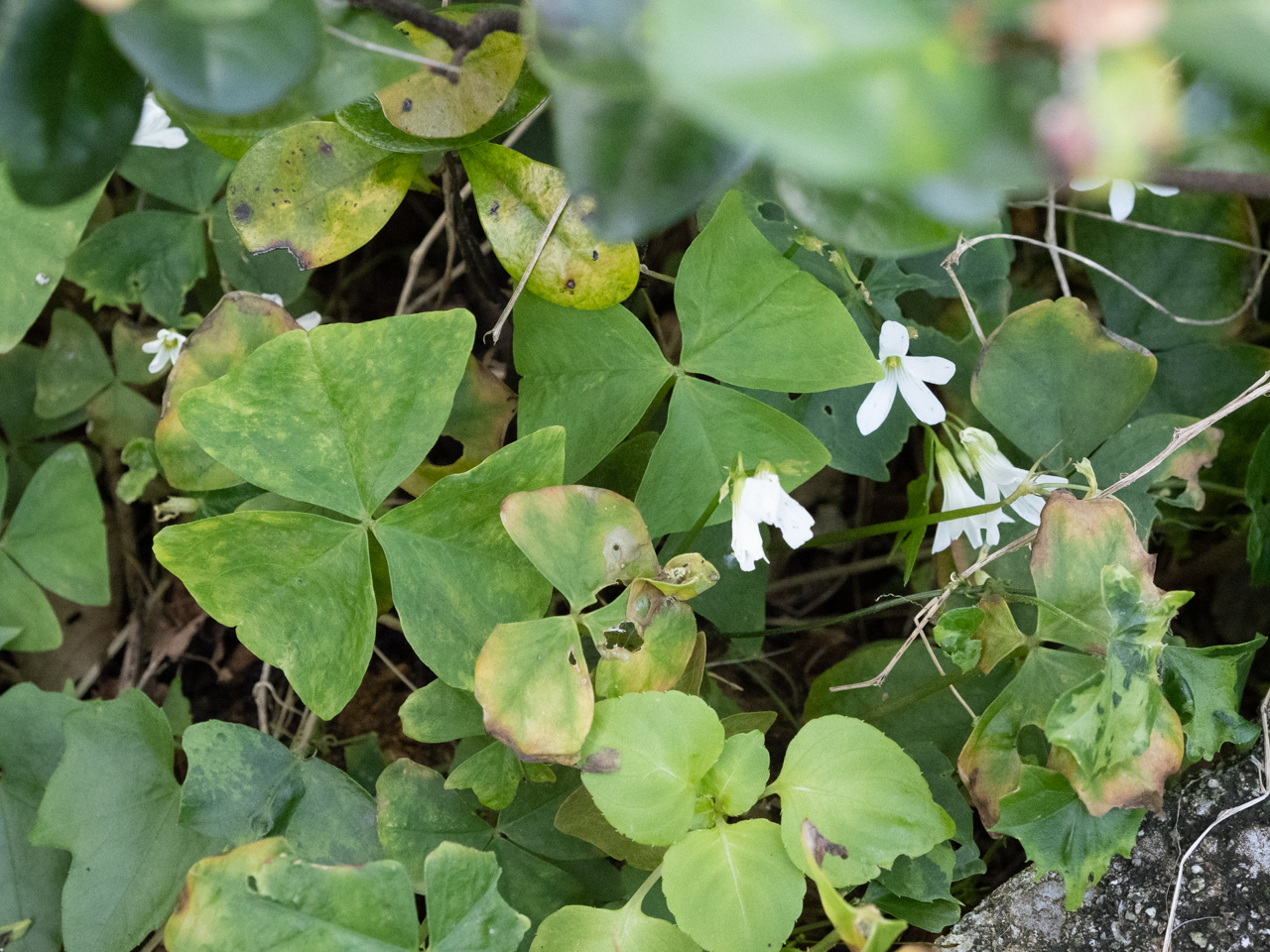 Oxalis triangularis ssp. papilionacea - 沖縄島の写真