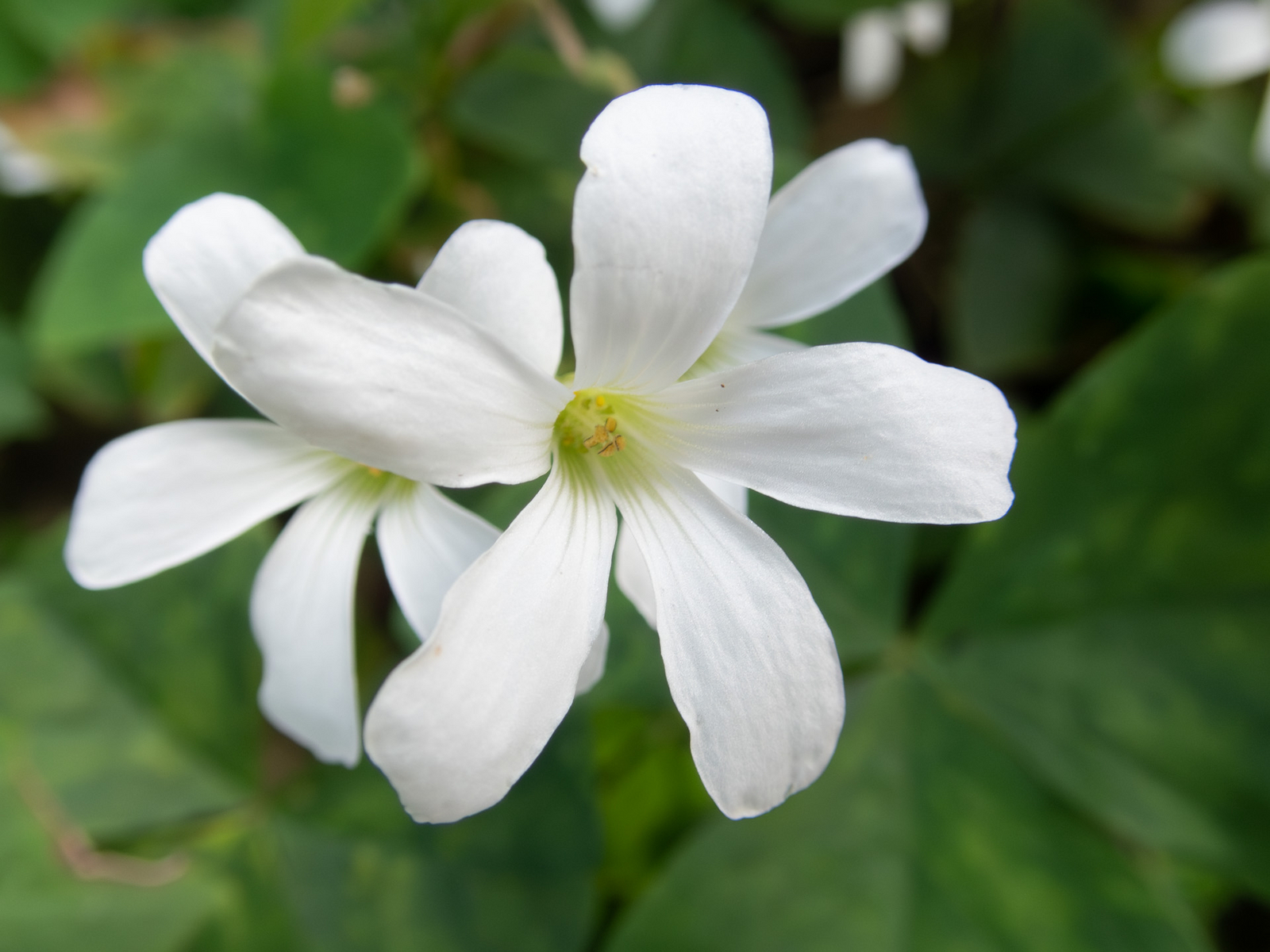 Oxalis triangularis ssp. papilionacea - 沖縄島の写真