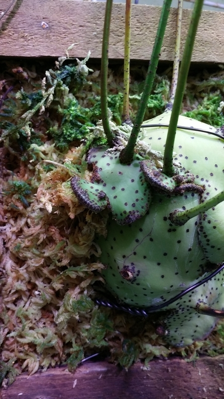 Lecanopteris mirabilis - STRINGEPLANTS’s blog