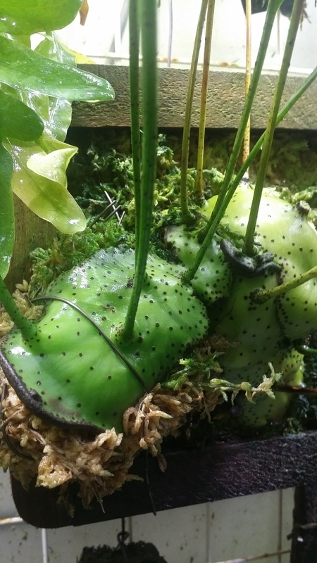 Lecanopteris mirabilis - STRINGEPLANTS’s blog