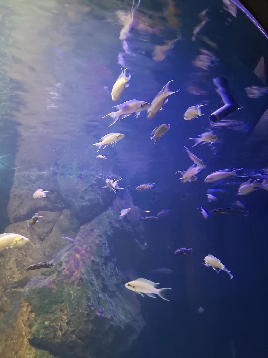 やっぱり少し、さみしいです。 - Satochang’s blog