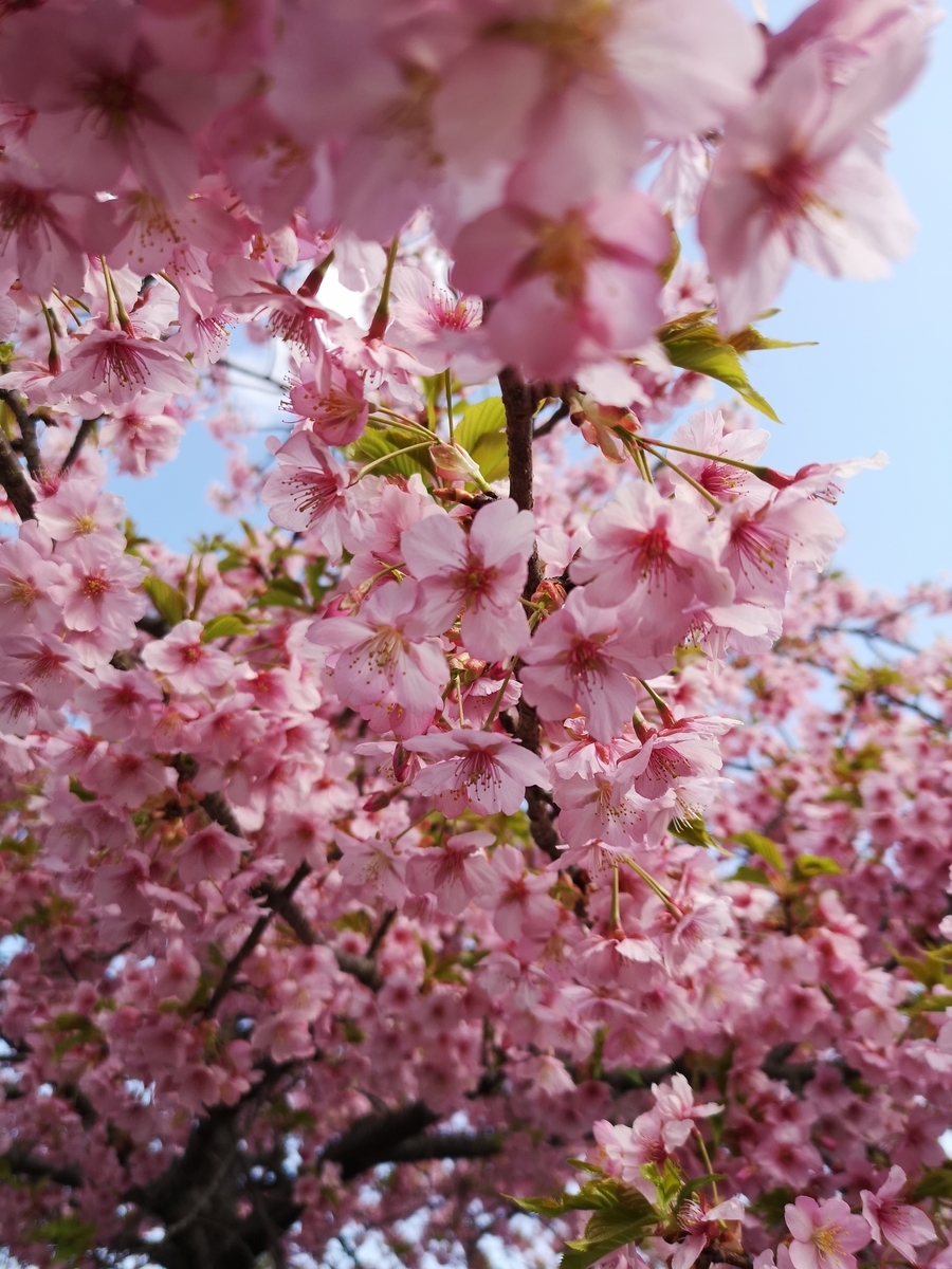 - Satochang’s blog