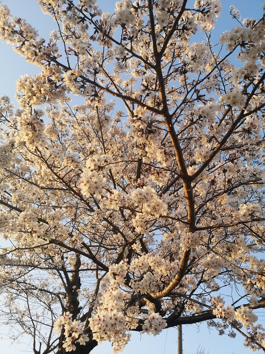 ひと息ついたら、なにをしよう。 - Satochang’s blog