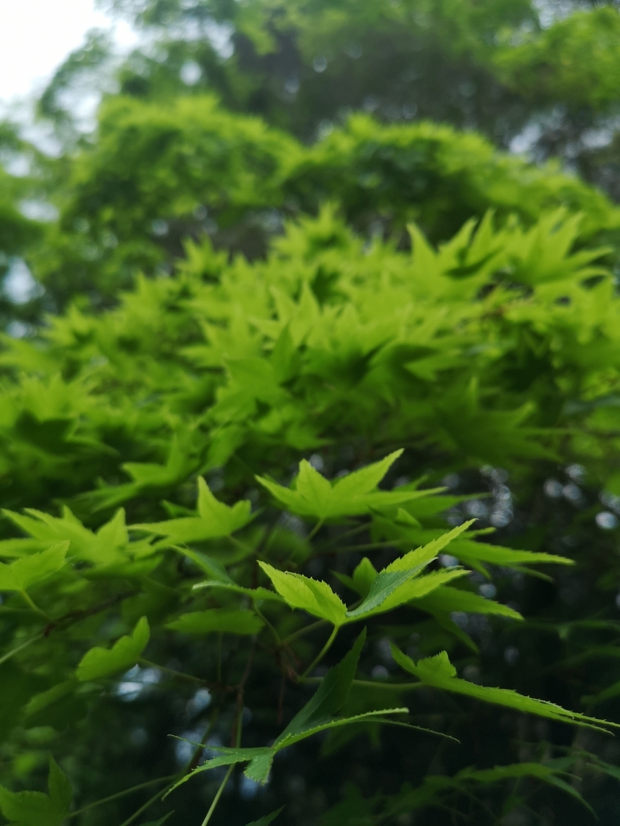 もう、あの道へはもどらない。 - Satochang’s blog