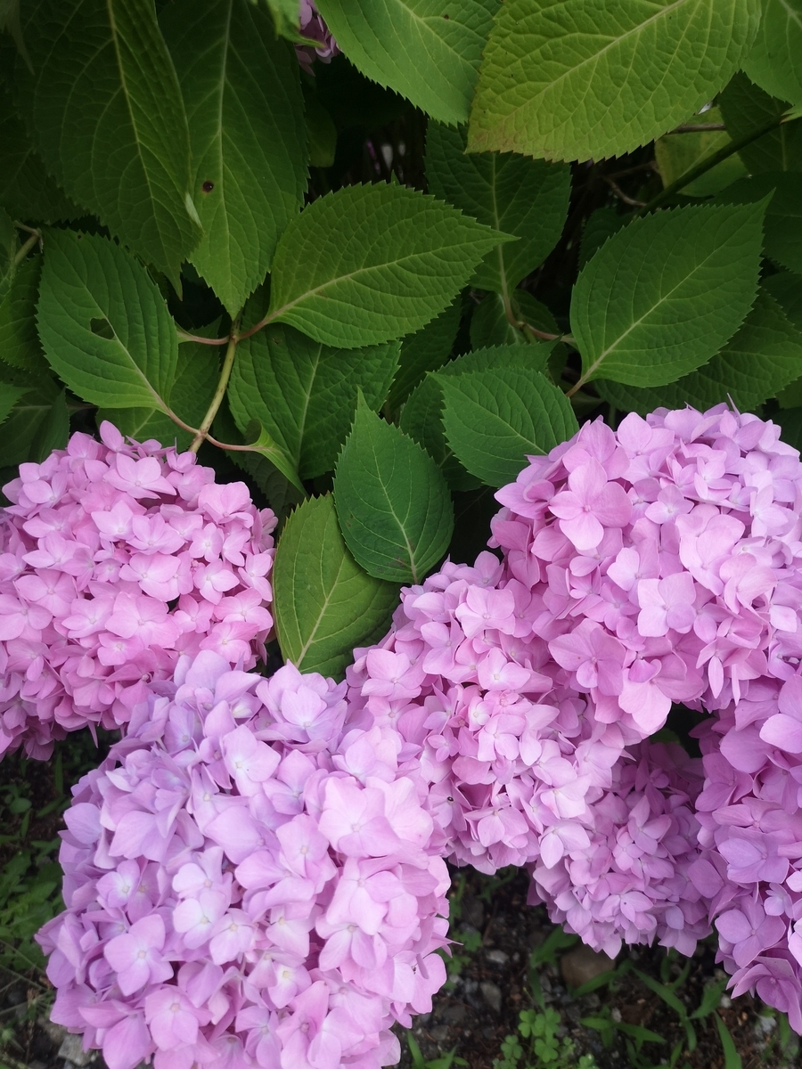 どんな過去もいとおしい。そう想えるからきっと、 - Satochang’s blog