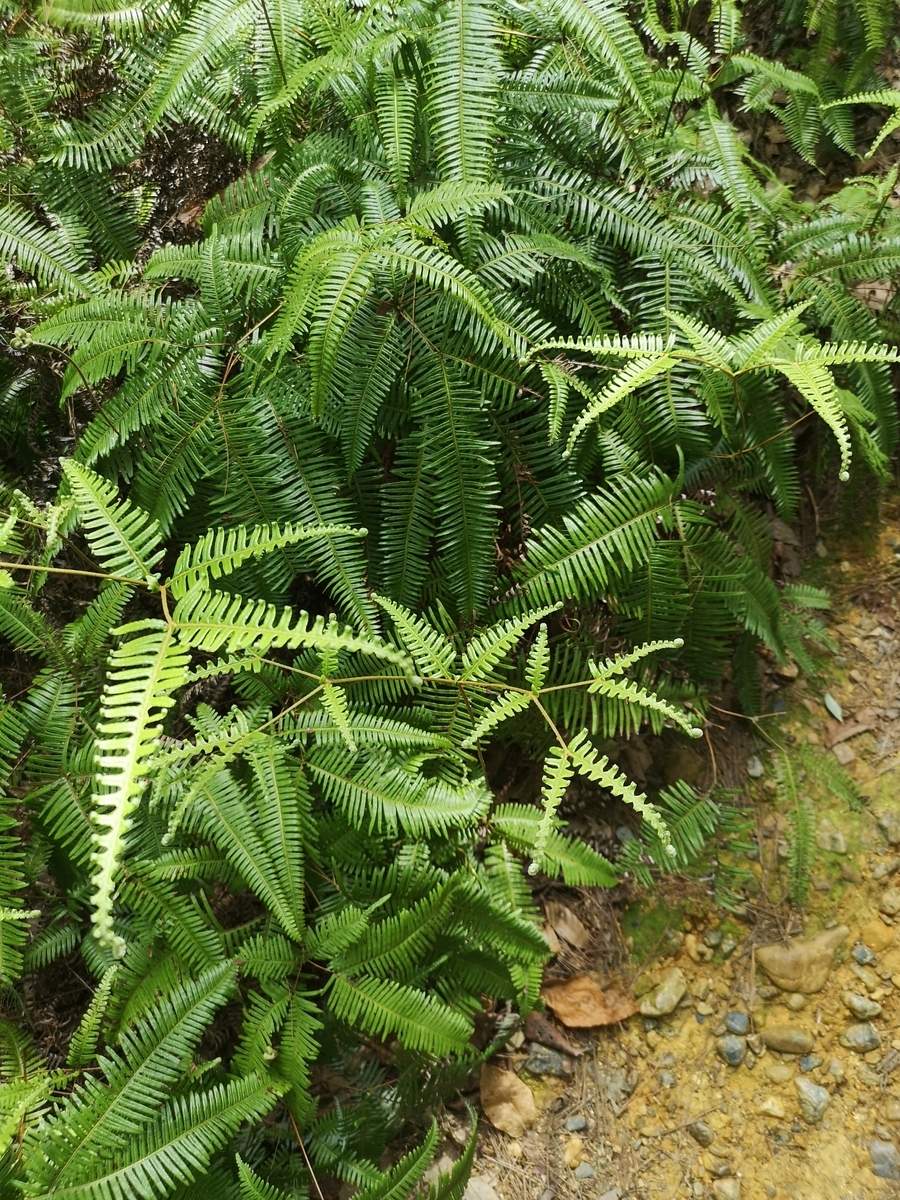 だれにもかわらない。わたしだけの想いだから、 - Satochang’s blog