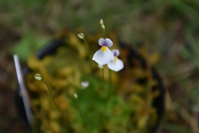 Utricularia blanchetii white flower - 滋賀で楽しむ食虫植物