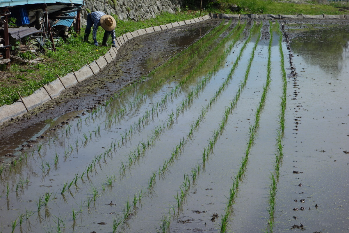 過去最高の出来か？田植え2024 - Shioika Blog