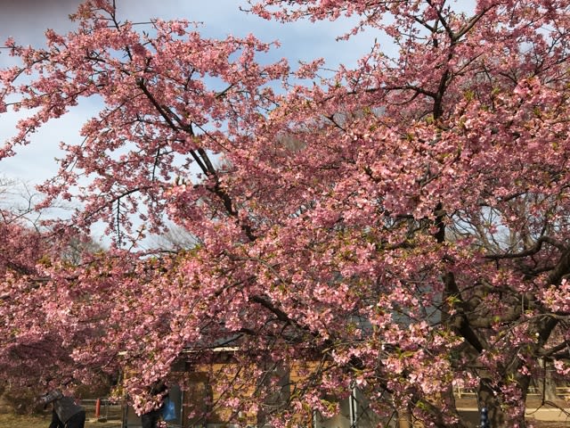 春が来た - Sublimenofxのブログ