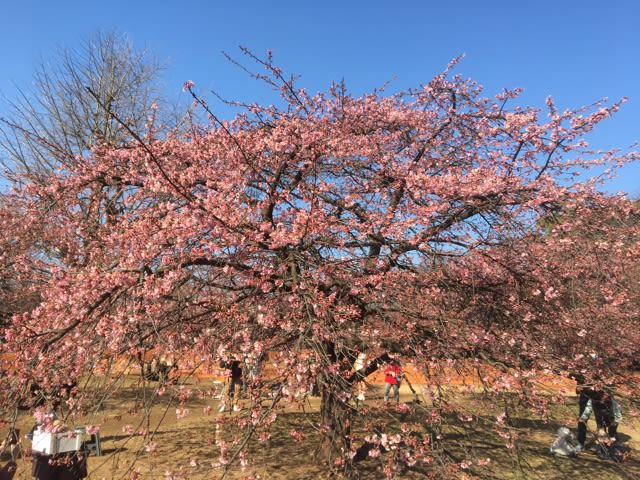 良い休日 - Sublimenofxのブログ