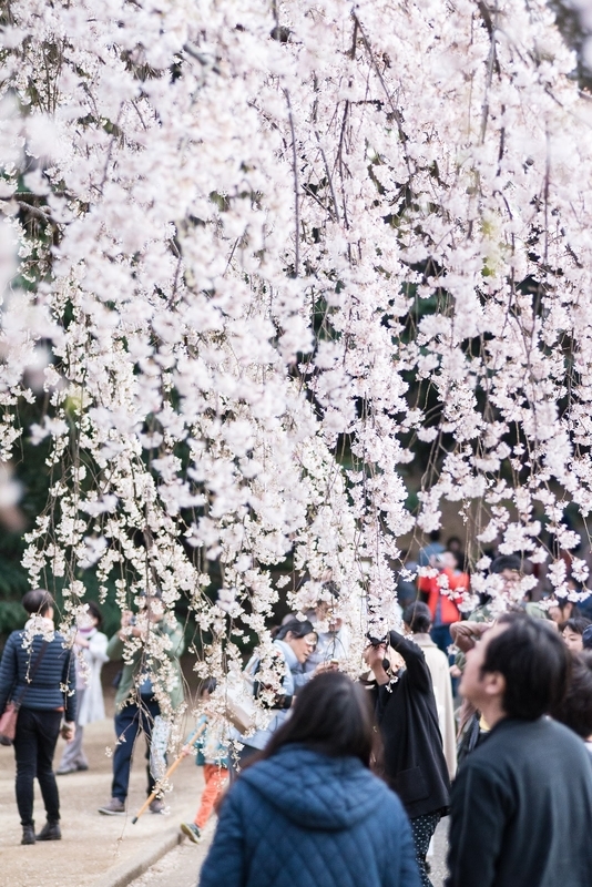 【春到来】お花見シーズンなので桜の写真をいろいろ撮ってみた！ - エンジョイ！デブライフ