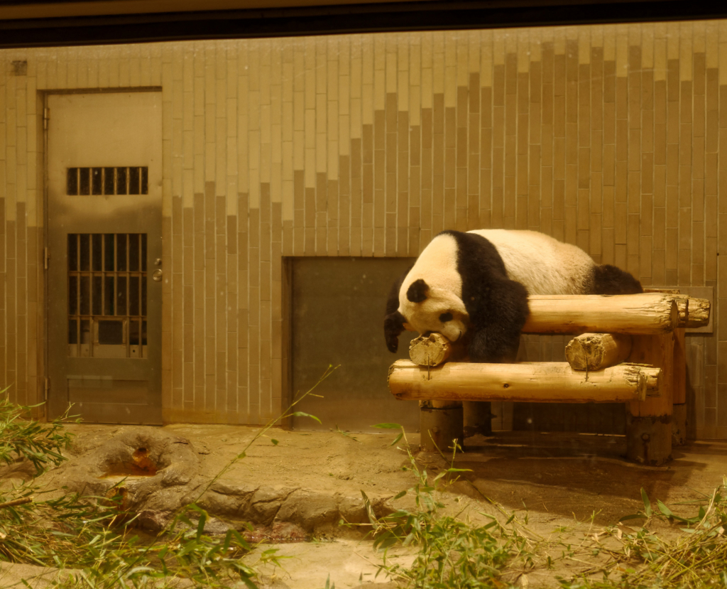 真夏の夜の動物園 - TNPConT’s blog