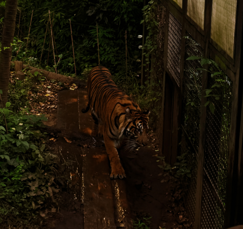 真夏の夜の動物園 - TNPConT’s blog