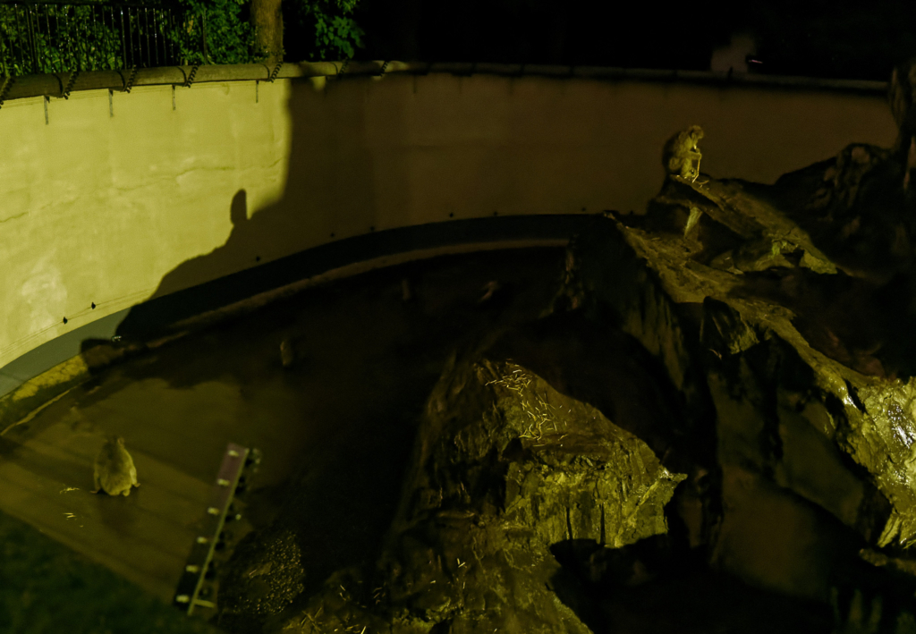 真夏の夜の動物園 - TNPConT’s blog
