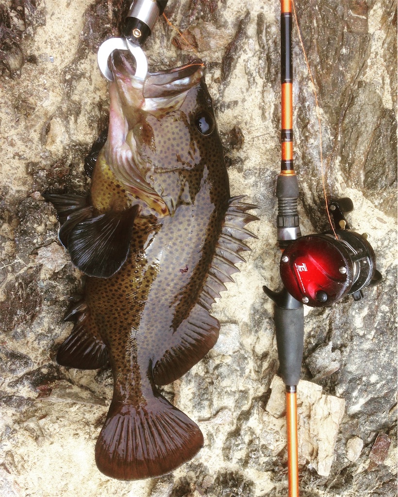 Eastern Wirrah Cod という魚 - THE TARO LIFE!!