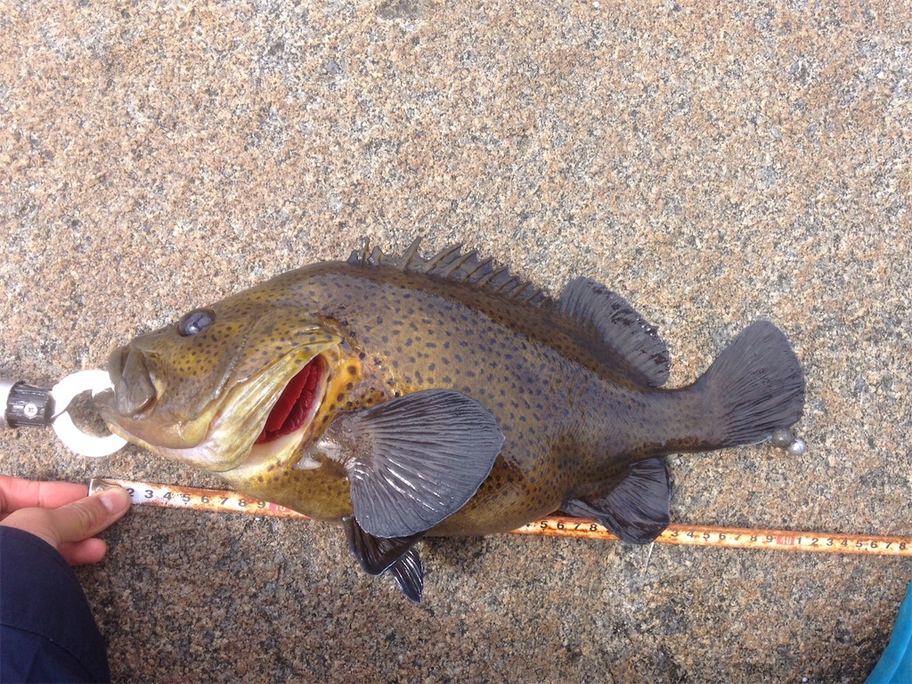 Eastern Wirrah Cod という魚 - THE TARO LIFE!!