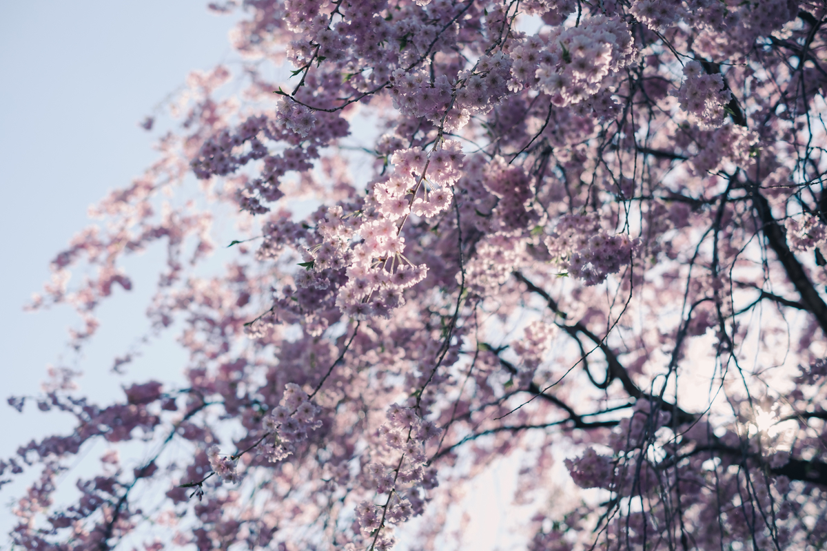 【Lightroom】新作無料プリセット『柔光』公開しました - PhoNovice