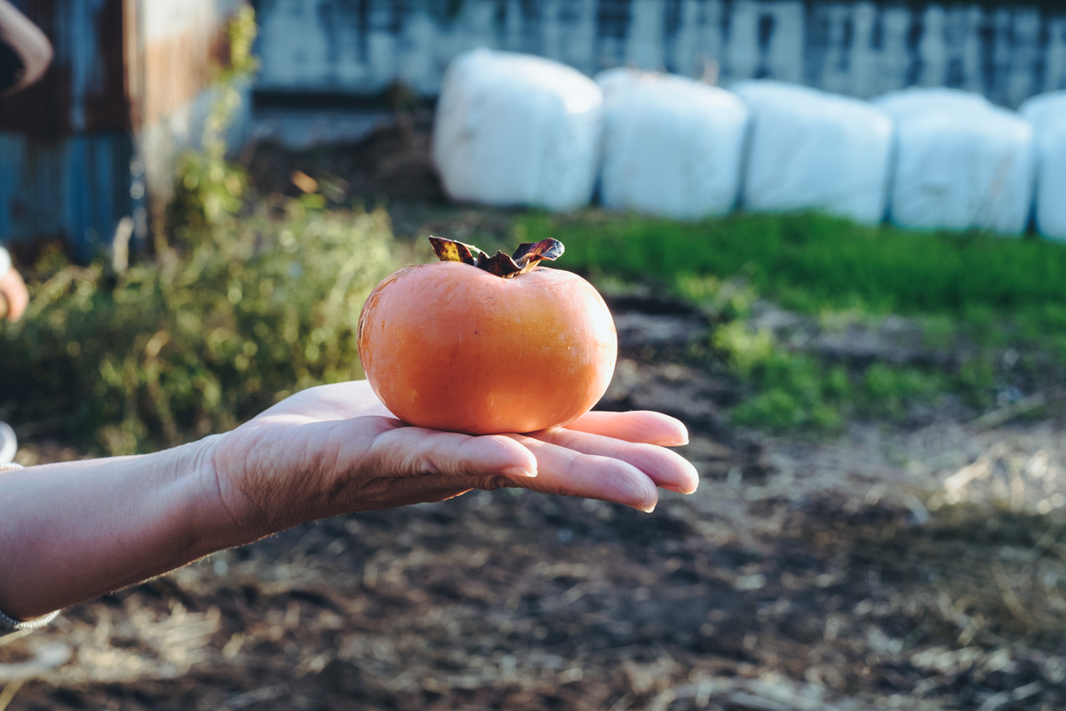 【Lightroom】アナタの写真が劇的に変わる！ 魔法の無料プリセット詰め合わせ - PhoNovice