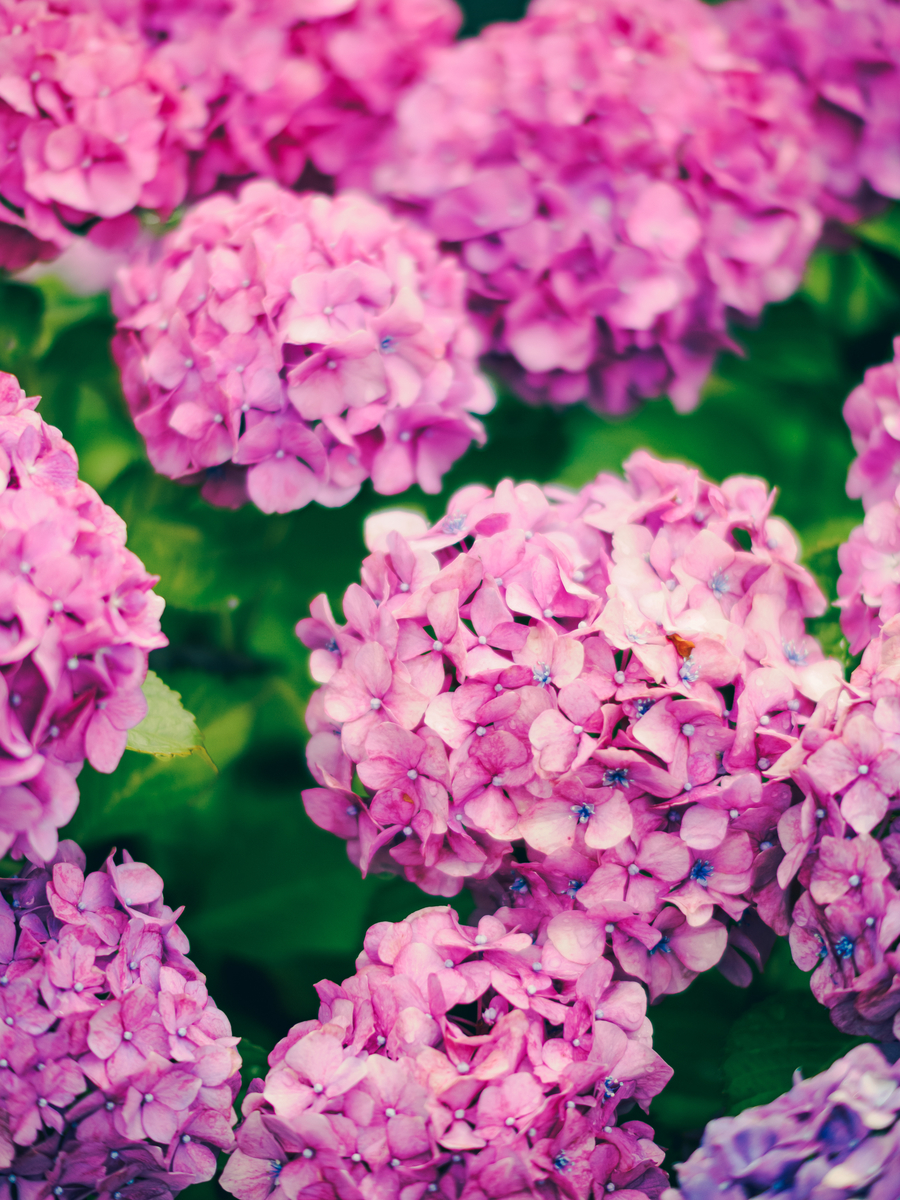 【Lightroom】アナタの写真が劇的に変わる！ 魔法の無料プリセット詰め合わせ - PhoNovice