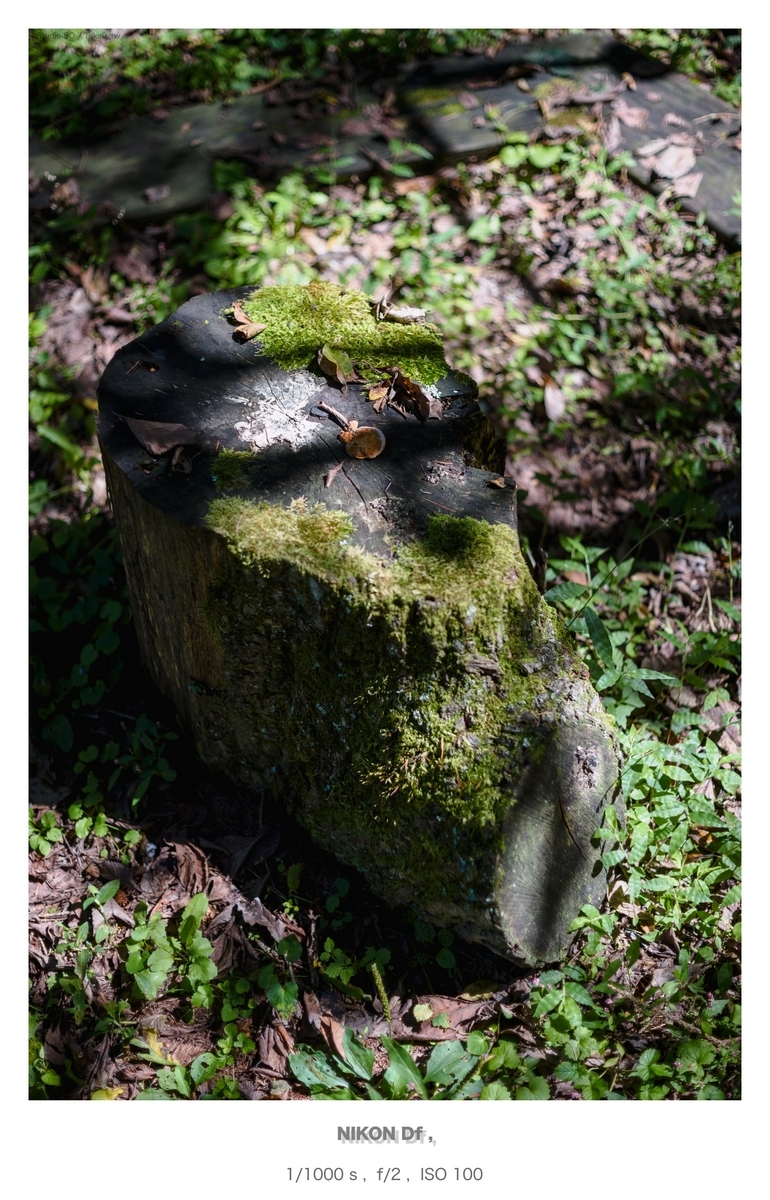 【RAW現像】Lightroom用無料プリセット「More Reversal」作成しました（β版） - PhoNovice