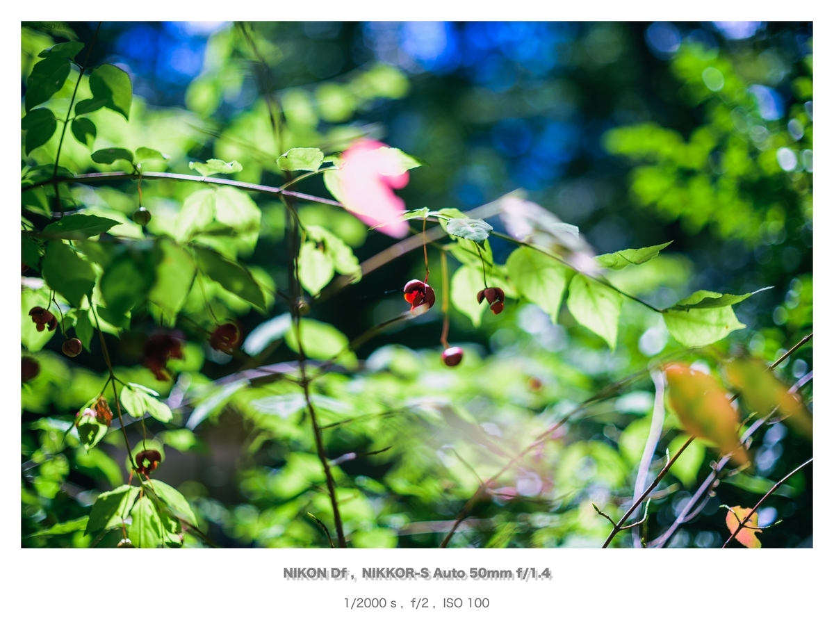 【RAW現像】Lightroom用無料プリセット「More Reversal」作成しました（β版） - PhoNovice