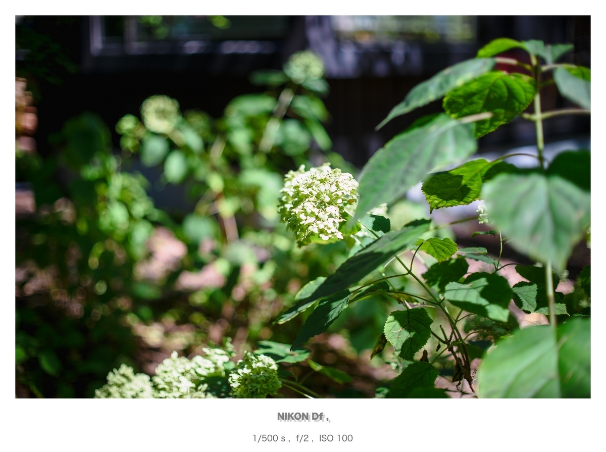 【RAW現像】Lightroom用無料プリセット「More Reversal」作成しました（β版） - PhoNovice