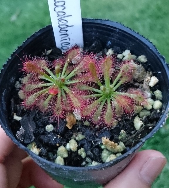 Drosera neocaledonica x aliciae - MAD GRDEN'S LAB ～Takuchamanのゆっくり食虫植物～