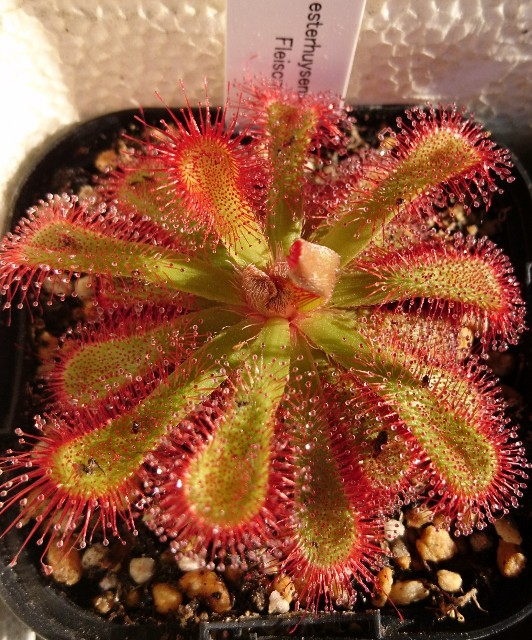 Drosera esterhuyseniae x slackii - MAD GRDEN'S LAB ～Takuchamanのゆっくり食虫植物～