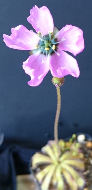 Drosera pauciflora 'giant flower' x cistiflora - MAD GRDEN'S LAB ...