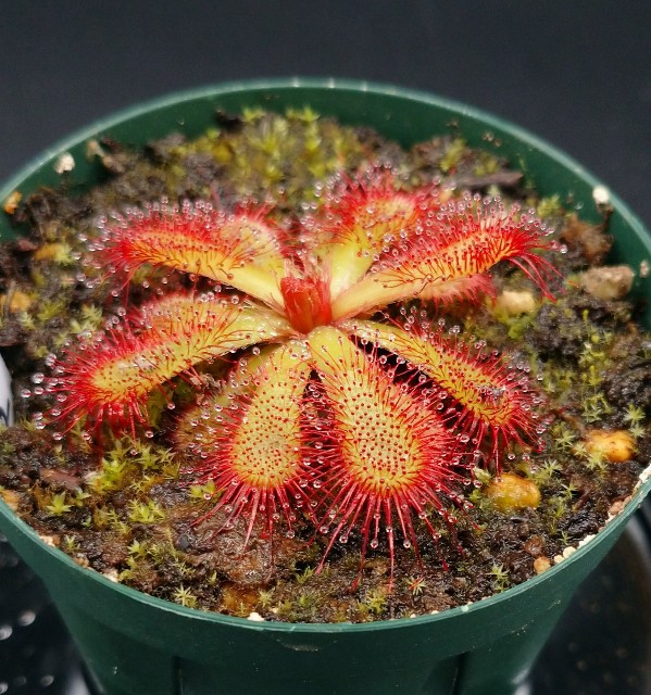Drosera esterhuyseniae x slackii - MAD GRDEN'S LAB ～Takuchamanのゆっくり食虫植物～