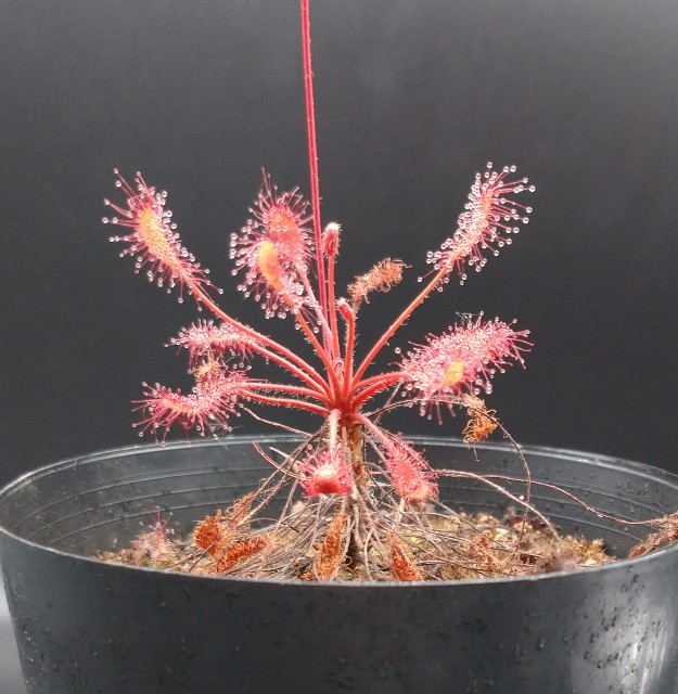 Drosera affinis (Apr.2022) - MAD GRDEN'S LAB ～Takuchamanのゆっくり食虫植物～
