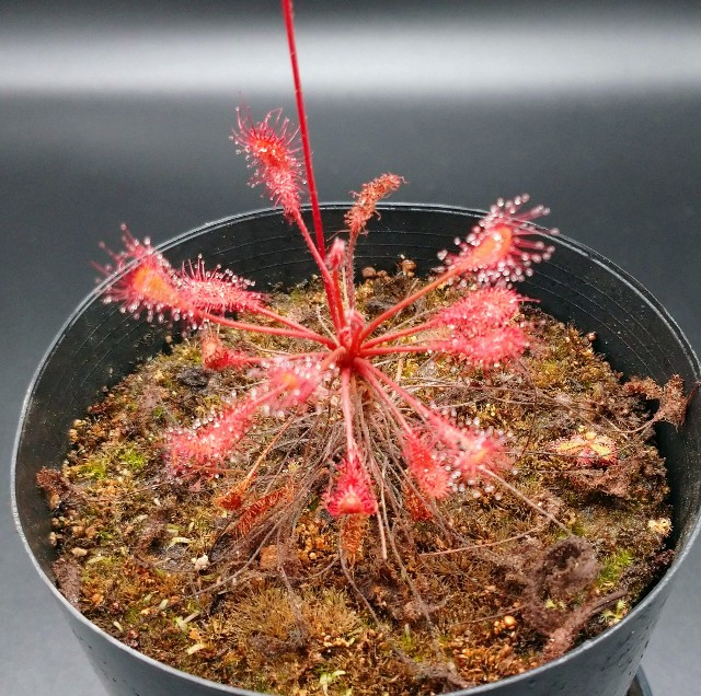 Drosera affinis (Apr.2022) - MAD GRDEN'S LAB ～Takuchamanのゆっくり食虫植物～