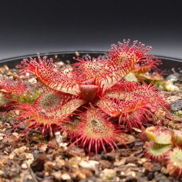 Drosera slackii (Apr.2022) - MAD GRDEN'S LAB ～Takuchamanのゆっくり食虫植物～