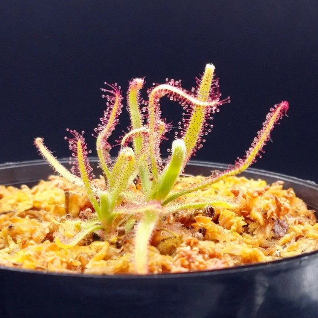 Drosera magnifica (May.2022) - MAD GRDEN'S LAB ～Takuchamanのゆっくり食虫植物～