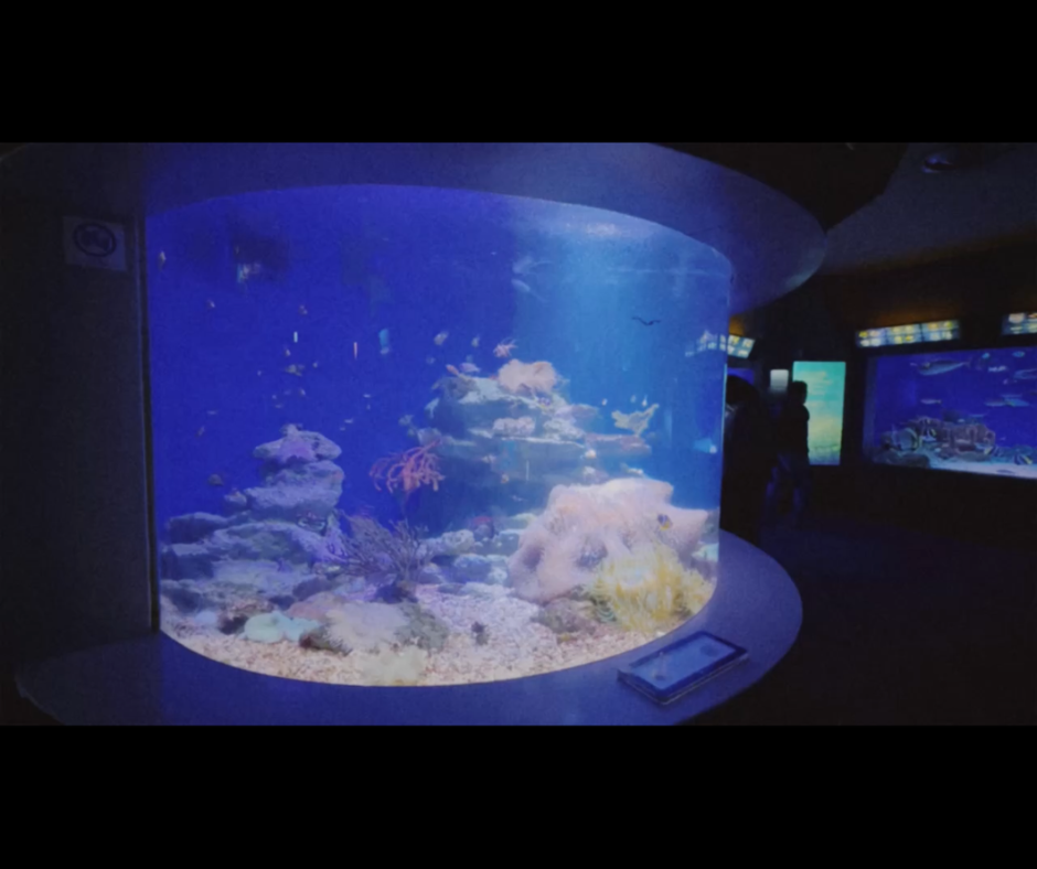 二度目の新江ノ島水族館 - 私の目に映る世界