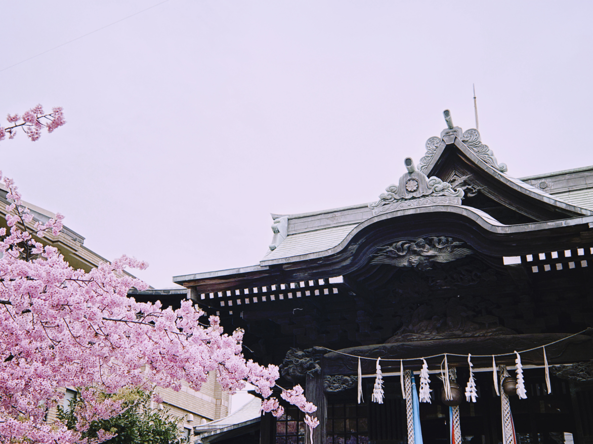 満開の河津桜 - 私の目に映る世界