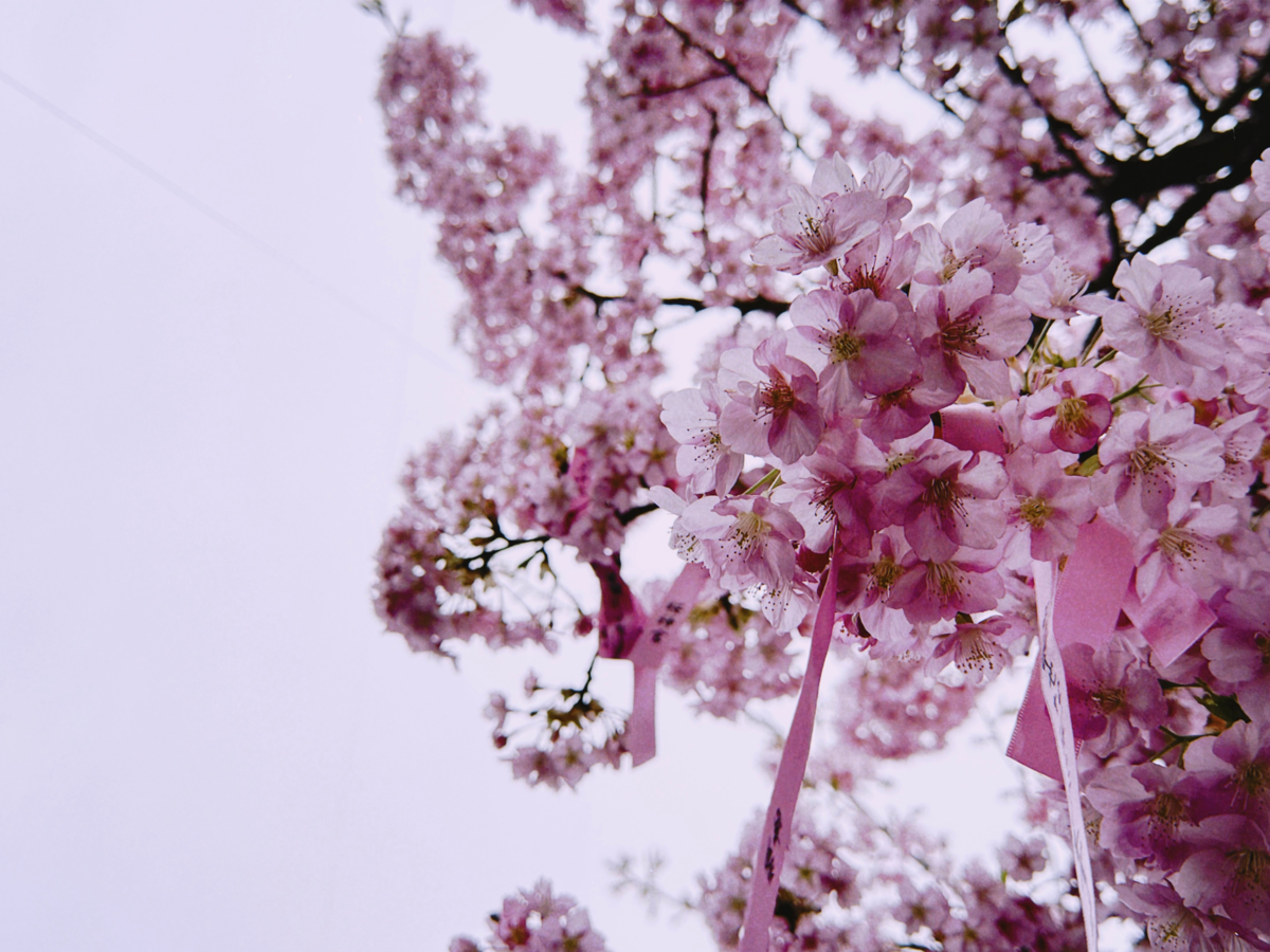 満開の河津桜 - 私の目に映る世界