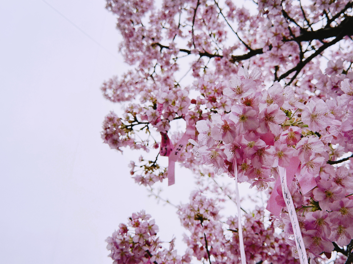満開の河津桜 - 私の目に映る世界