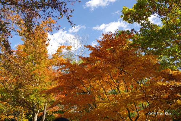 個別「[北海道][大沼公園][紅葉・黄葉]」の写真、画像 - Photo Gallery - Terra Khan's Photo Gallery