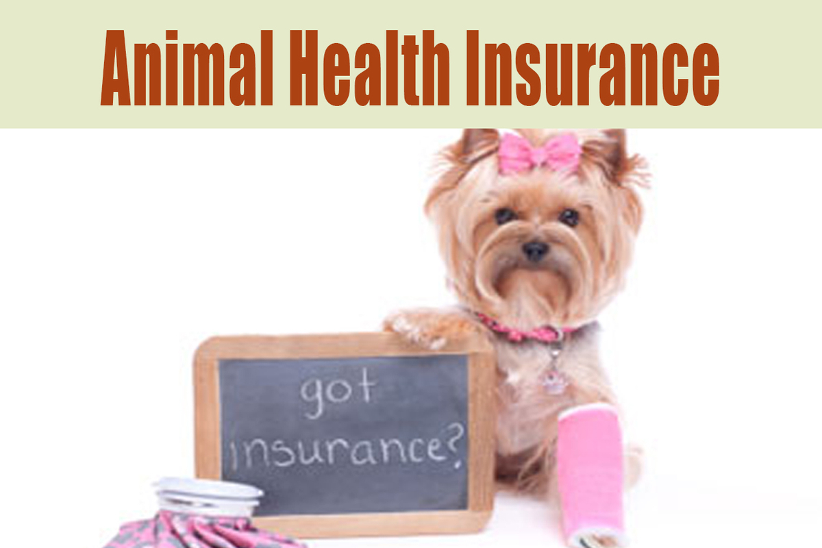9 Useful Things to Consider When Prepare an Animal Health Insurance ...
