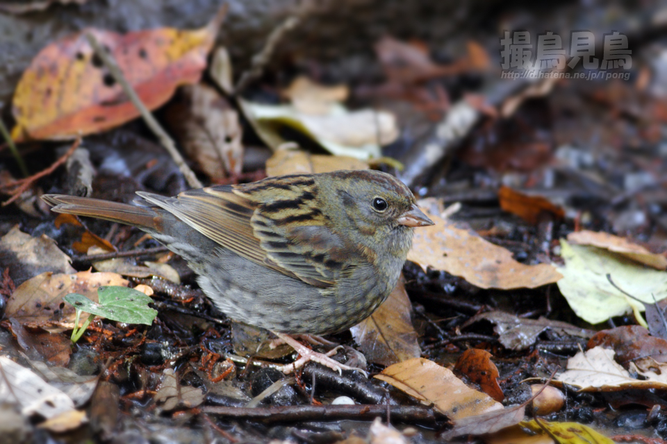個別「[野鳥]クロジ♂（第一回冬羽）」の写真、画像 - 撮鳥見鳥 fotolife