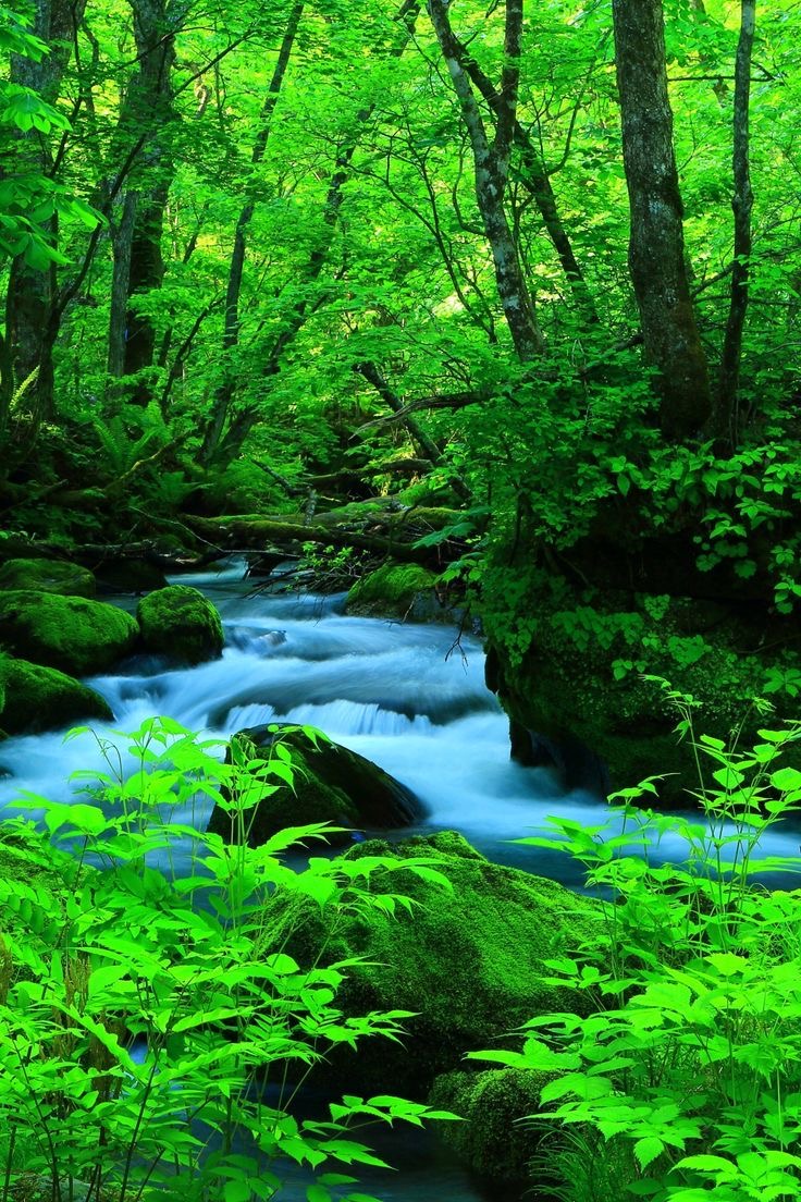 QYLD ETFから860ドルの配当金を受領し再投資しました ️(20回目) - 分散投資で未来と老後にゆとりをプラス